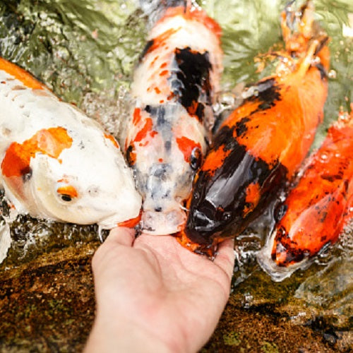 The Dangers of Overfeeding Your Fish – Petnanny Store