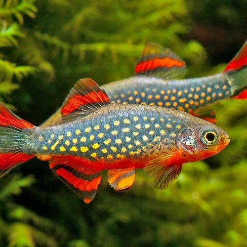 11 Fish that Do not Need A Filter (With Pictures) – Petnanny Store